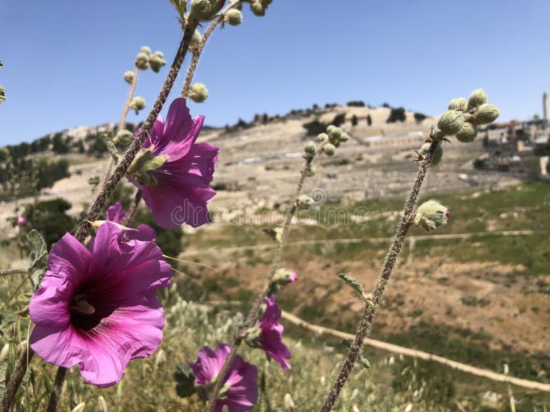 Plants Blossoming in Kidron Valley in April in Jerusalem, Israel. Stock ...