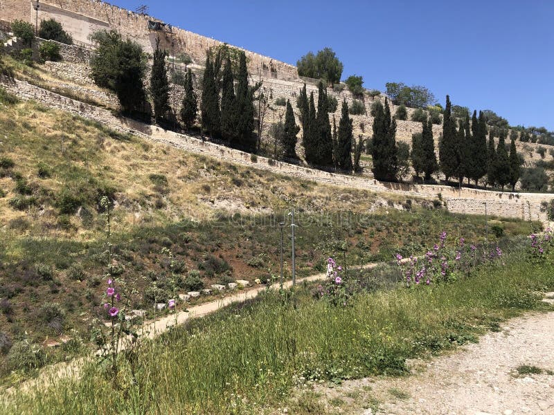Plants Blossoming in Kidron Valley in April in Jerusalem, Israel. Stock ...