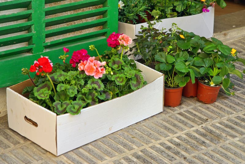 Plants in a box stock photo. Image of flowerpot, outdoors - 44578626