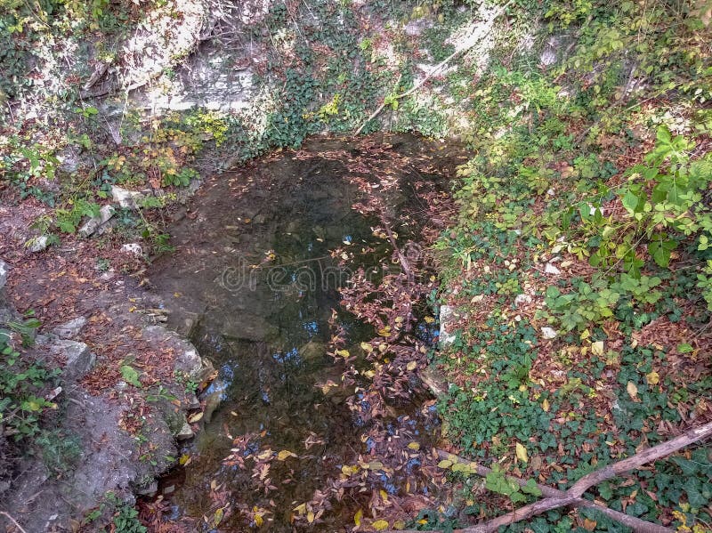 Plants. Branches. Forest Water Source. Reflections of Trees, Grasses ...