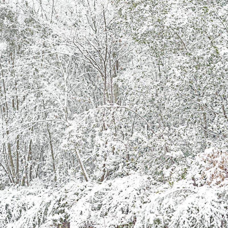 Plants and Branches Nature Covered by Snow. Winter Background Texture ...