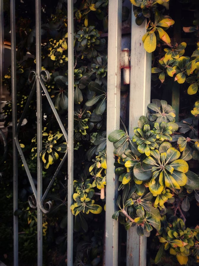 Plants Breaking through Metal Gate Stock Photo - Image of gate, plants ...
