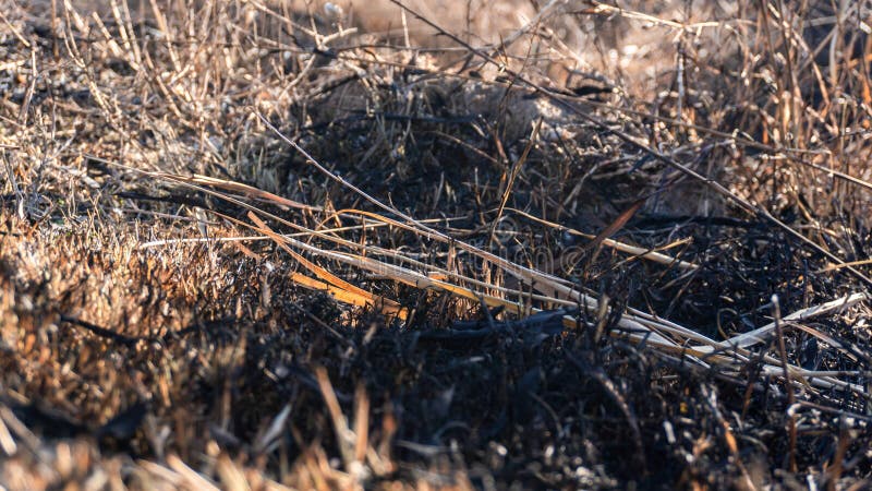 Plants are burnt to ashes stock photo. Image of agriculture - 300506106