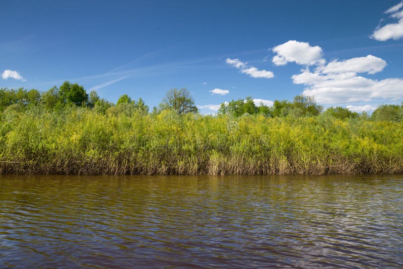 Plants and Bushes Growing Along the Banks of River Stock Photo - Image ...