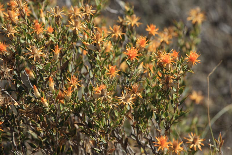 Plants and Bushes in Patagonia Stock Photo - Image of arid, argentina ...