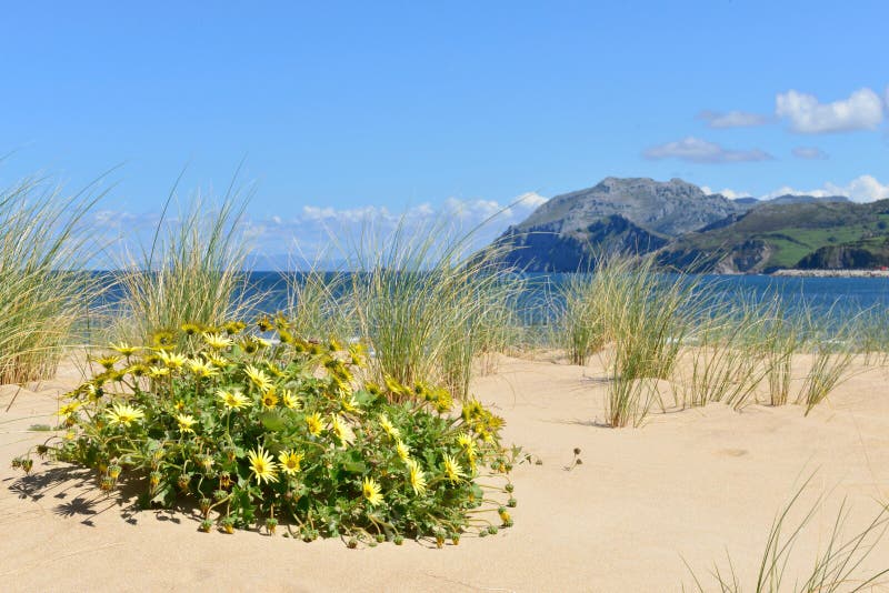 Plants and Bushes in the Sandy Beach during Daytime Stock Photo - Image ...