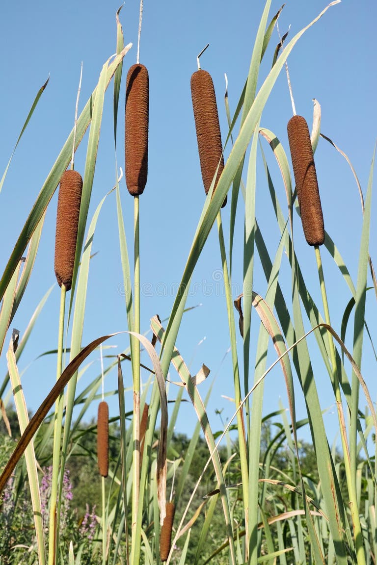 1,441 Broadleaf Plants Stock Photos - Free & Royalty-Free Stock Photos ...