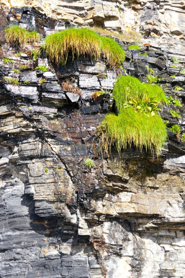 Plants on a cliff face stock image. Image of mountaineer - 47617465