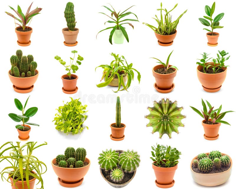 Plants collection stock image. Image of aloe, cactus - 202293531