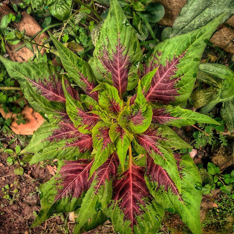 Plants with Composition and Color Stock Photo - Image of color, plants ...