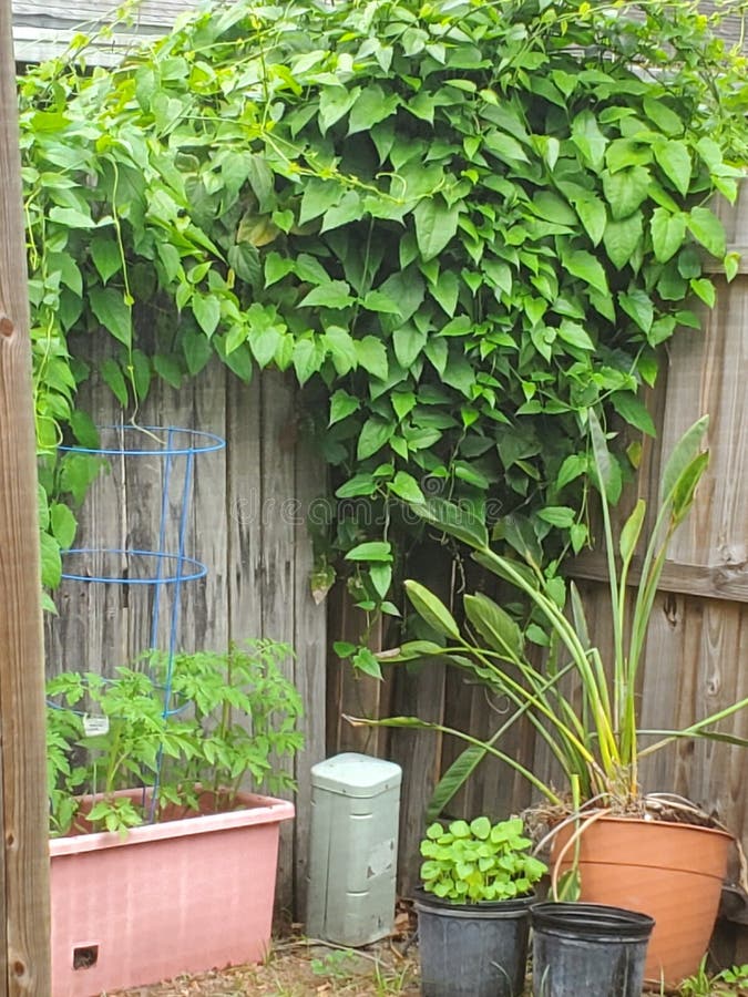 Plants in container garden stock photo. Image of garden - 182952010