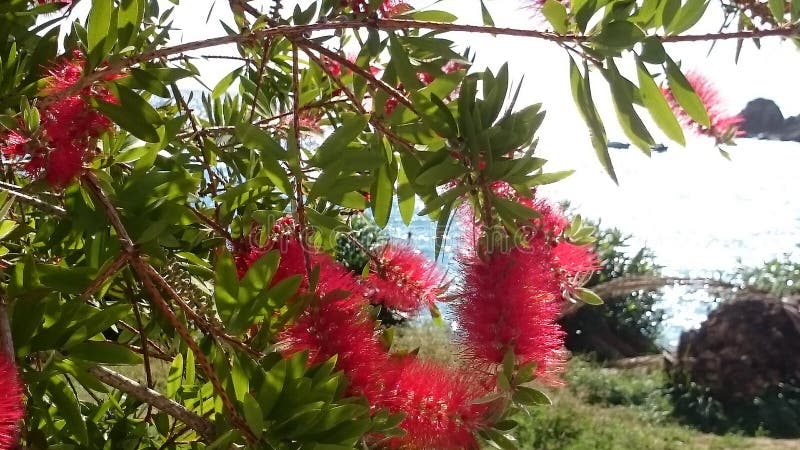 Plants of Corfu 2 stock photo. Image of pink, garden - 80543950
