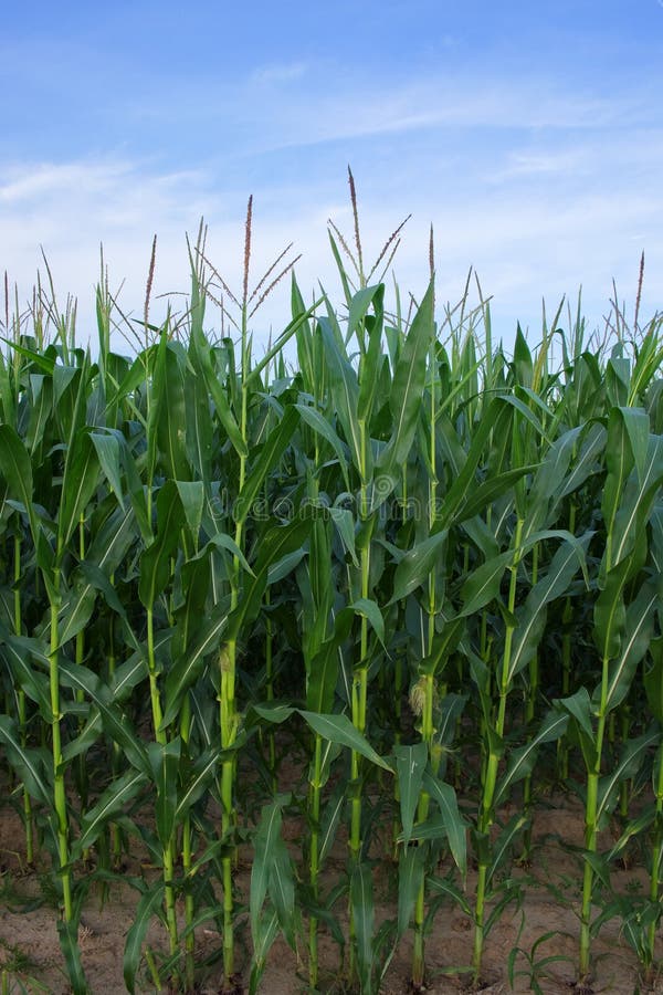 Plants of Corn on a Farm Field Under a Blue Sky. Agricultural Landscape ...