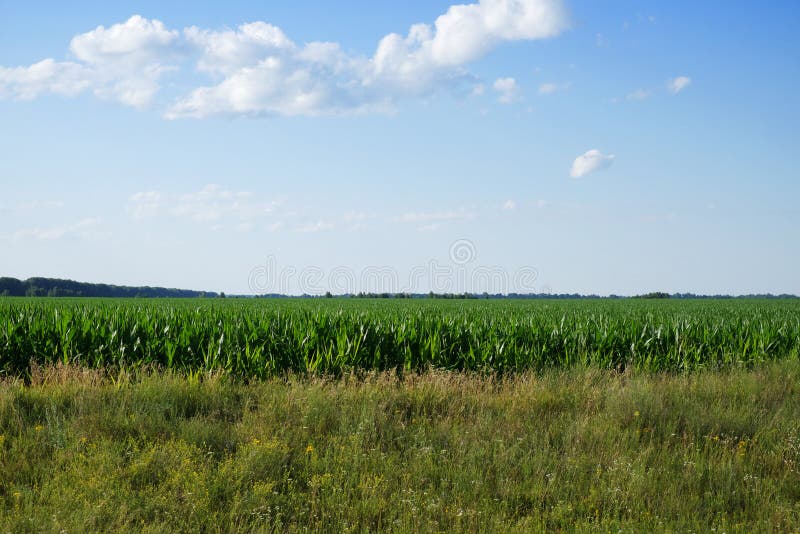 Plants of Corn on a Farm Plot. Farmland. Growing Corn Stock Image ...