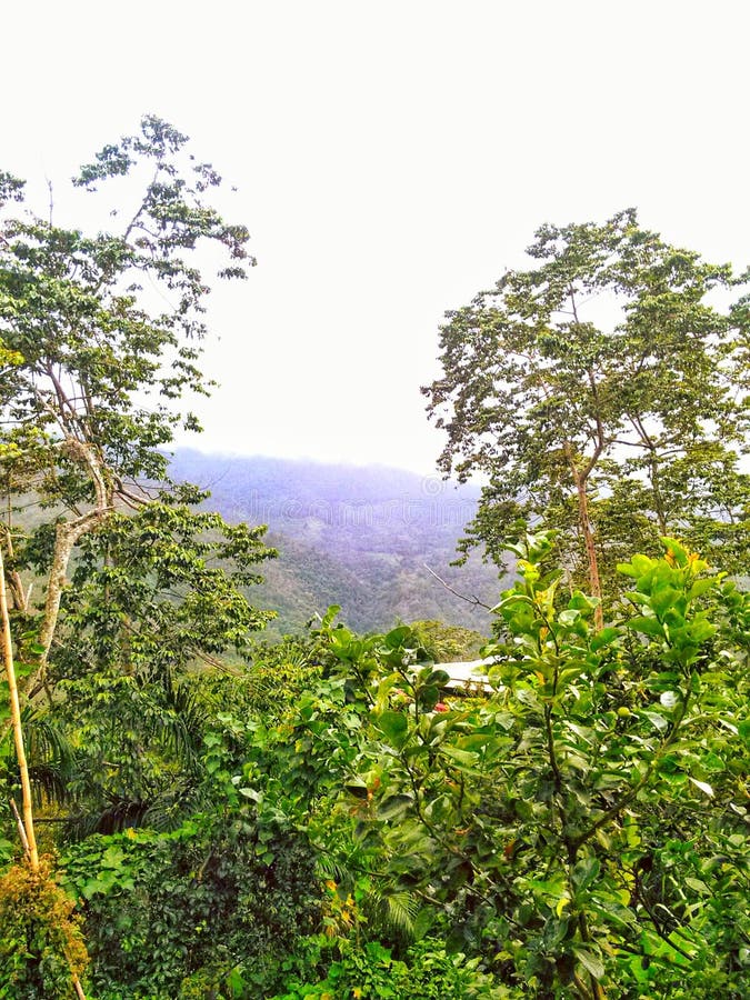 Plants on a countries side stock photo. Image of nature - 271604350