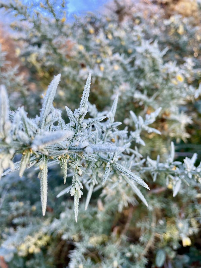 Plants covered in frost stock photo. Image of frost - 263827118