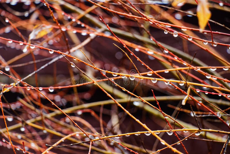 Plants Covered with Rain in the Fall Stock Photo - Image of weather ...