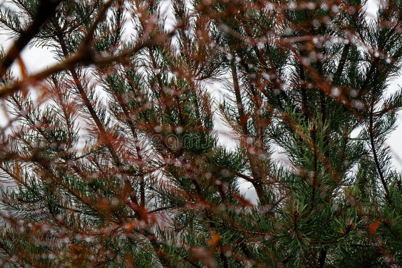 Plants Covered with Rain in the Fall Stock Image - Image of nature ...