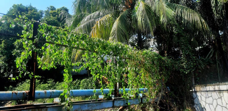 Plants that Creep on the Bridge Stock Photo - Image of beach, vacation ...