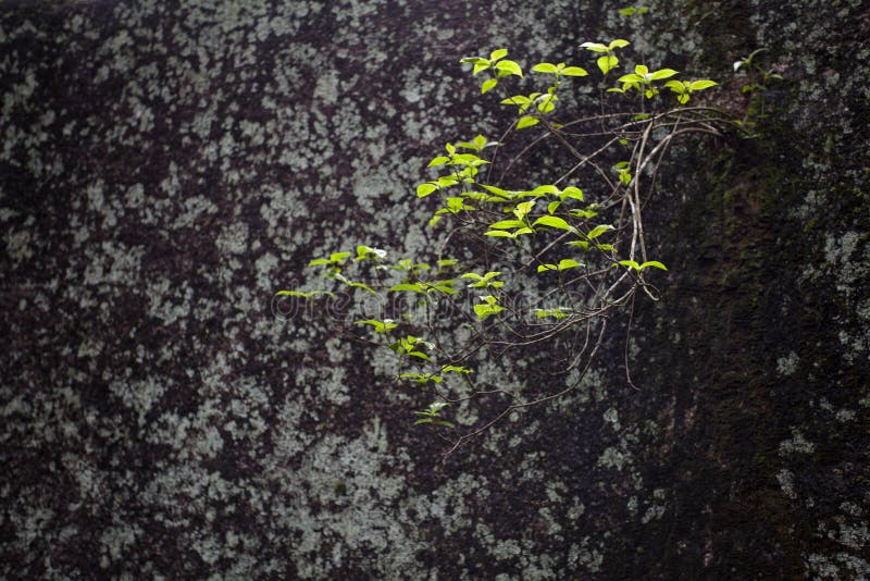 Plants in Crevices of Rocks Stock Image - Image of plant, rock: 30810963