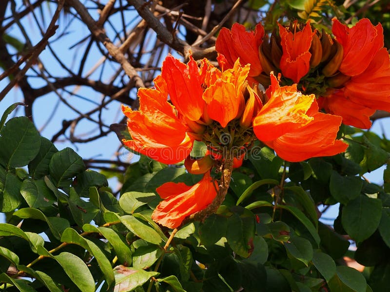 Plants of Cuba stock image. Image of tropical, orange - 53510667