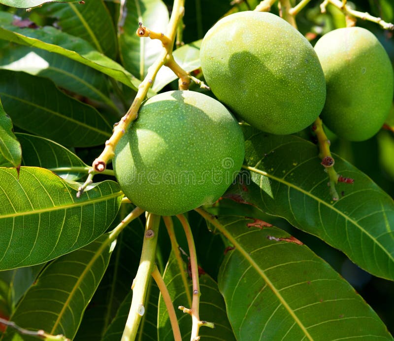 Plants of Cuba stock image. Image of bananas, juice, mango - 53510645