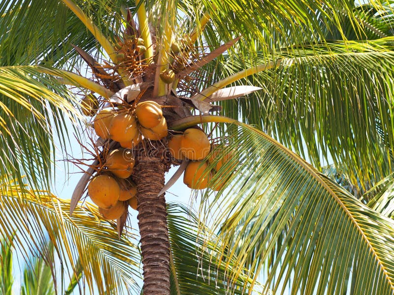 Plants of Cuba stock photo. Image of botany, food, blowing - 53489850