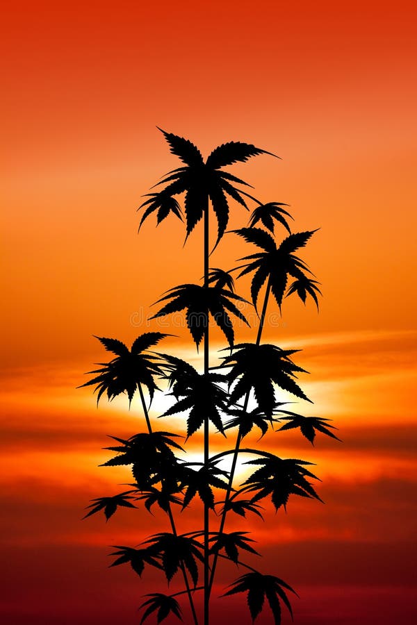 Plants Cultivation of Cannabis at Sunset Stock Illustration ...