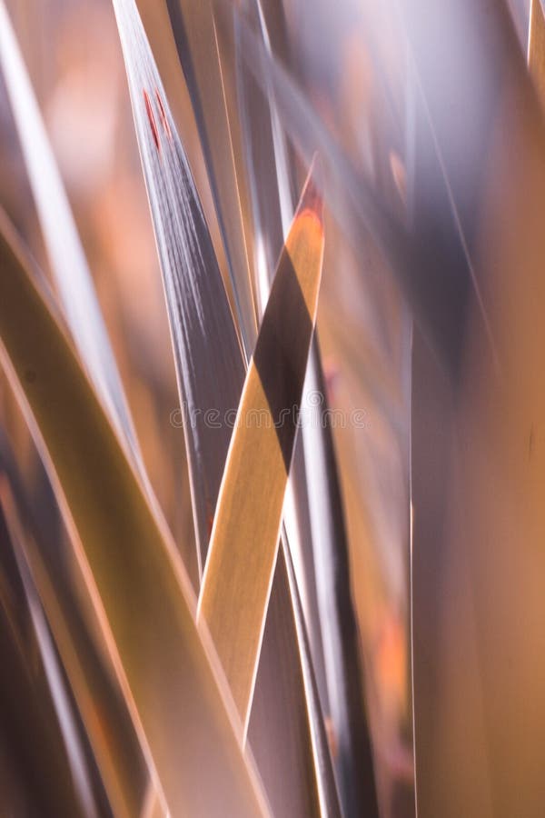 Plants Dancing in the Wind. Stock Photo - Image of plantas, wind: 125262232
