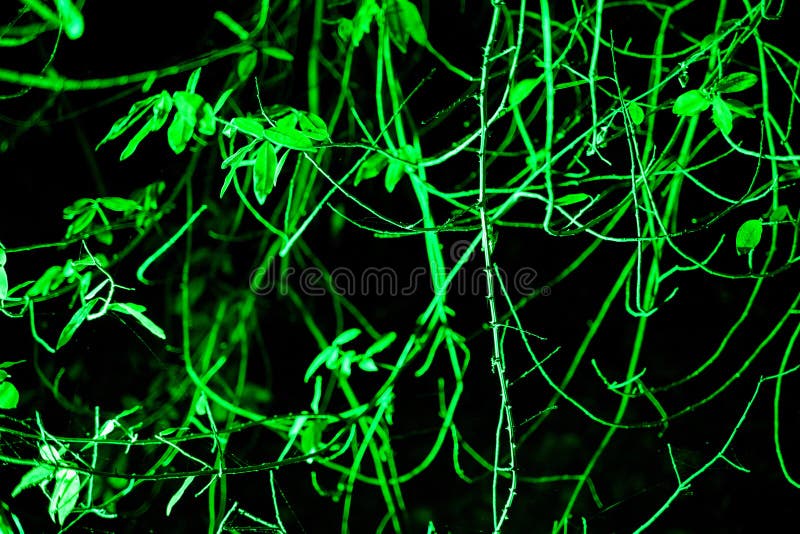 Plants in the Dark. Green Backlight. Contrast of Lights Stock Photo ...