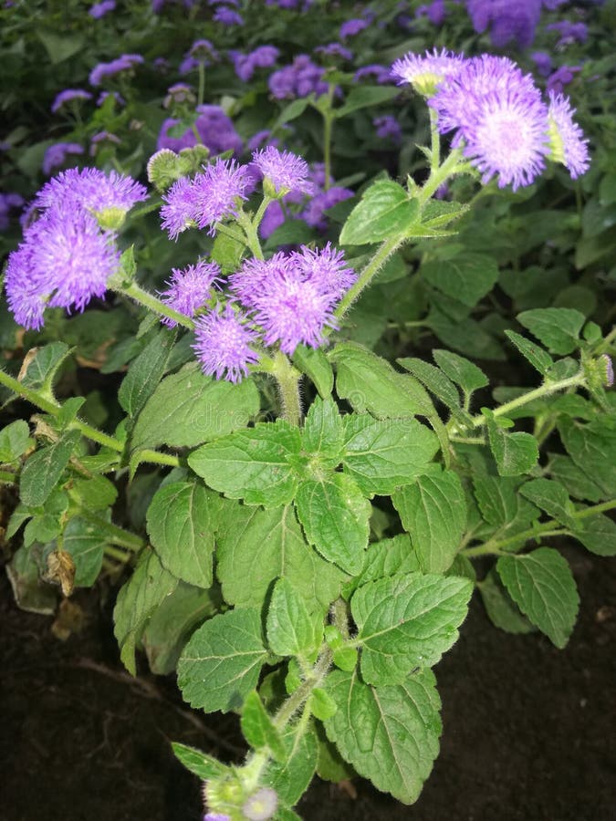 Plants stock image. Image of flower, violet, life, plants - 118235263