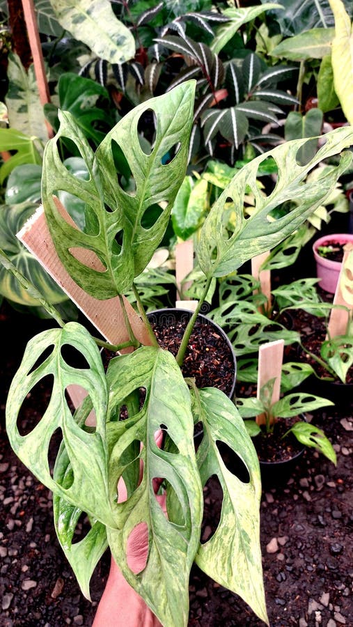 Plants Varigata Stock Photos - Free & Royalty-Free Stock Photos from ...