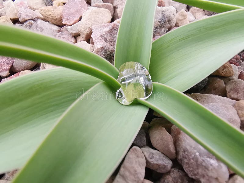 Plants with dew stock photo. Image of soil, dewy, grass - 212763170
