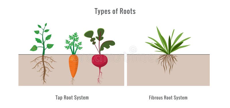 Different Types of Root Systems in Plants Vector Illustration Stock ... Different Types of Root Systems in Plants Vector Illustration Stock ...