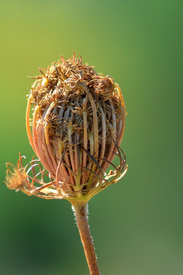 Plants Dried in the Sun Due To Drought in Southern Italy Stock Photo ...