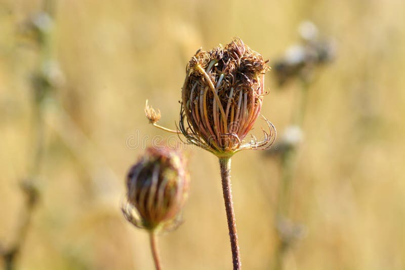 Plants Dried in the Sun Due To Drought in Southern Italy Stock Image ...
