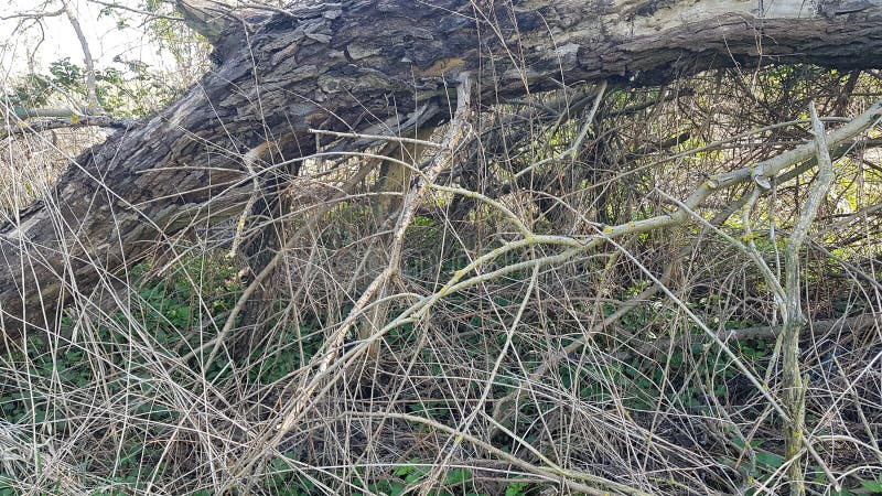 Plants in a dry forest stock photo. Image of nature - 178469228