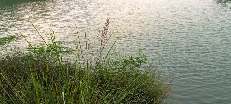 Plants on the Edge of a Lake with Small Water Waves Stock Image - Image ...