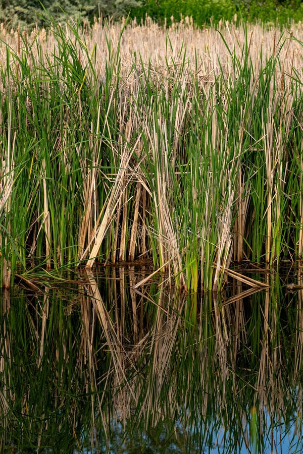 Plants on the Edge of a Marsh and Reflection Stock Image - Image of ...