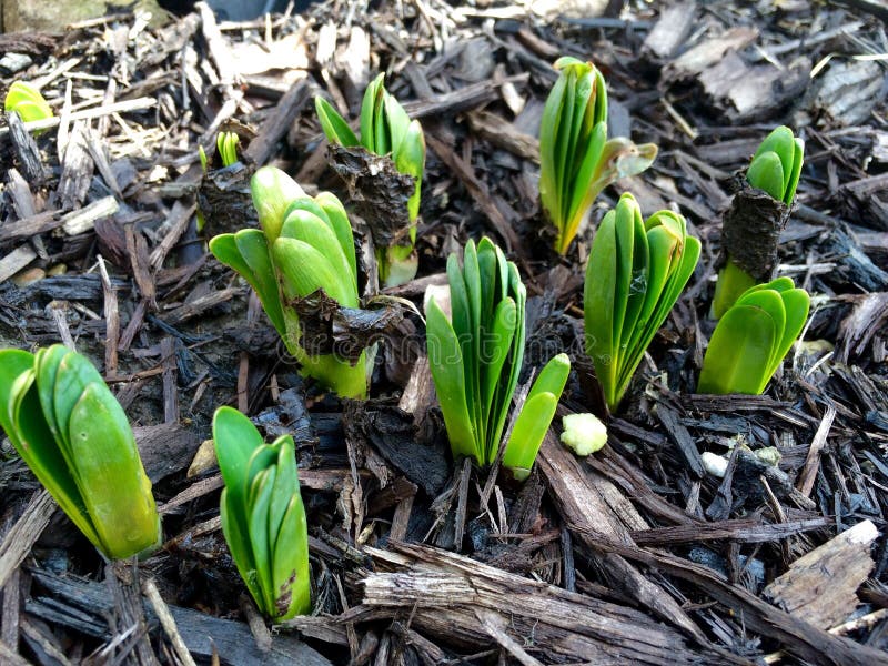 Plants emerging in spring stock image. Image of mulch - 51438285