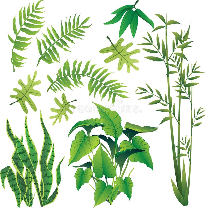 Plants stock vector. Illustration of plant, biology, forest - 35830050