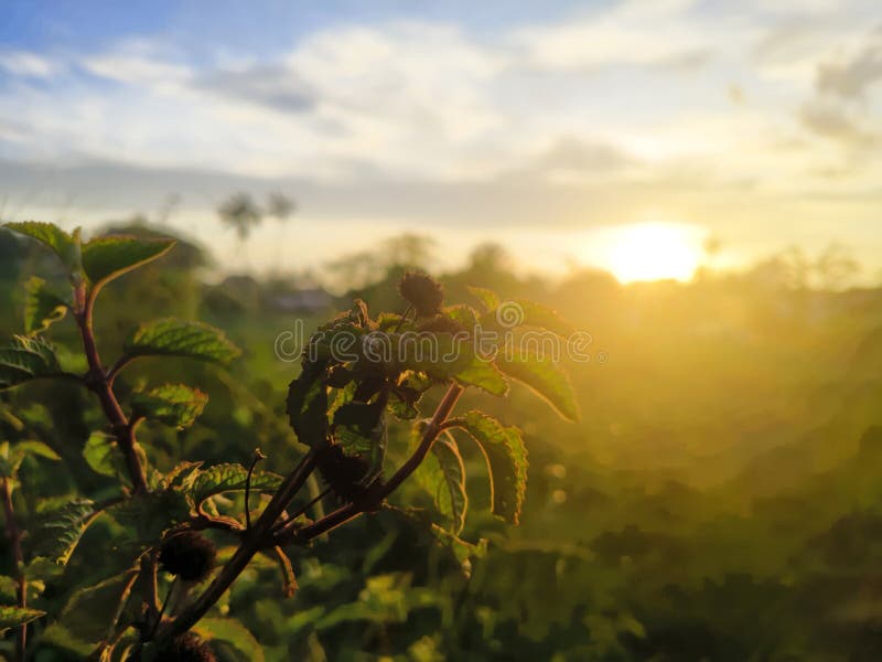Plants are Exposed To the Rays of the Setting Sun Stock Photo - Image ...