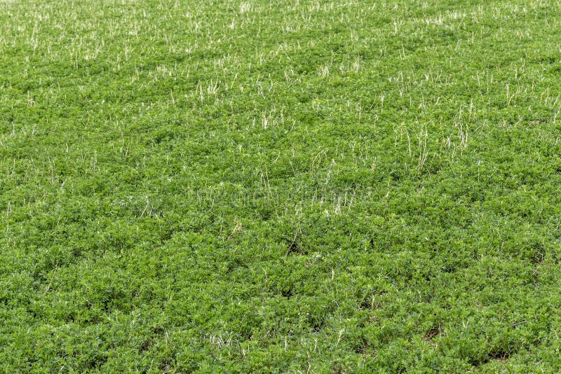 Plants in a field stock image. Image of green, abstract - 53182661