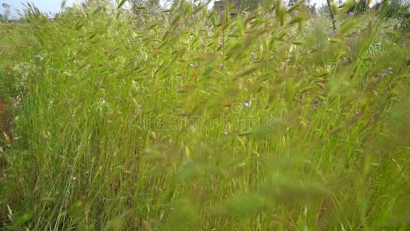 Plants of a Field in the Wind Stock Footage - Video of field, season ...