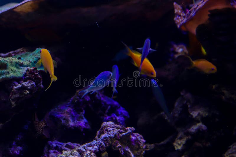 Plants and Fish at the Bottom of the Ocean. Flora Under Water, Ocean ...