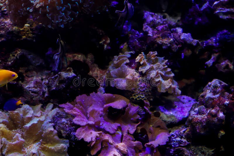 Plants at the Bottom of the Ocean. Flora Under Water, Ocean Life Stock ...