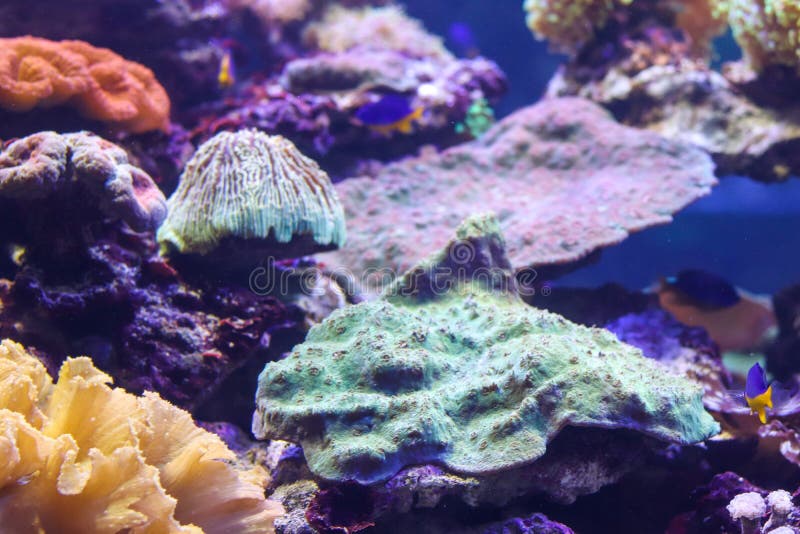 Plants at the Bottom of the Ocean. Flora Under Water, Ocean Life Stock ...