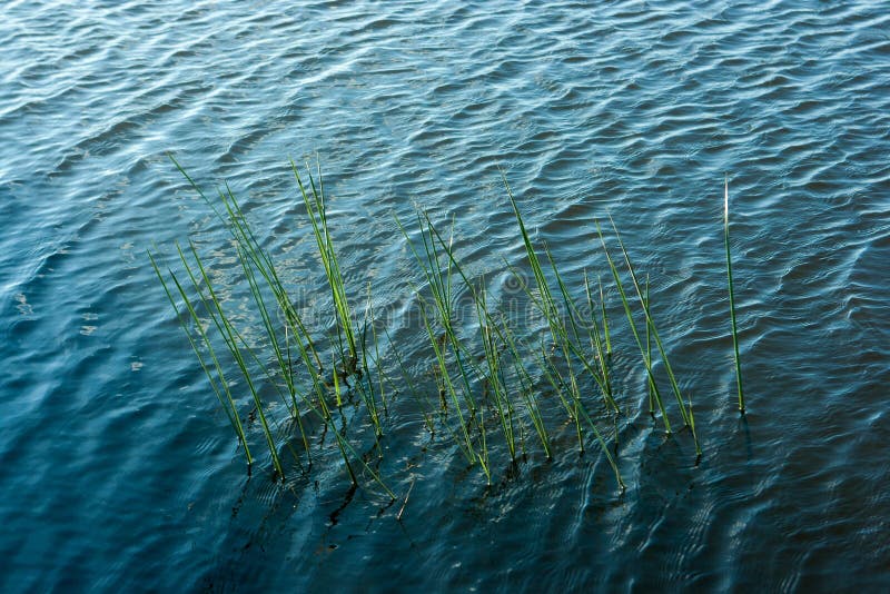 Plants in the Flood in Shallow Water. Stock Photo - Image of plants ...