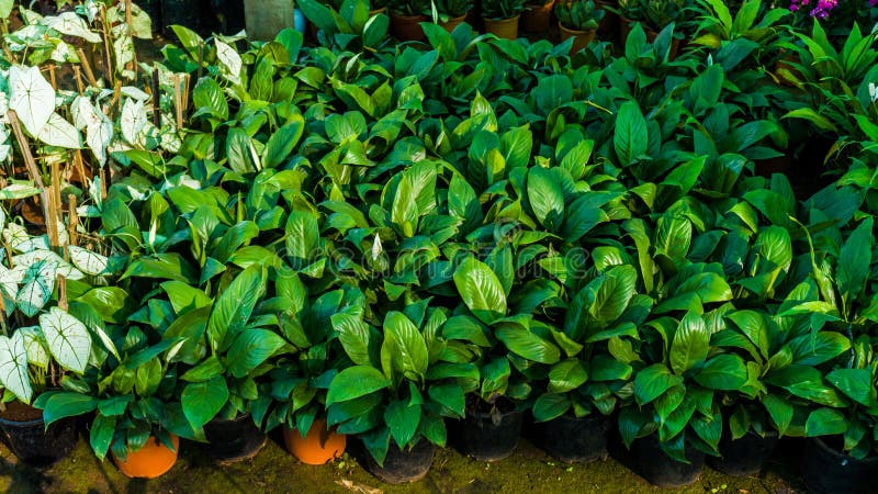 Galgota flower stock photo. Image of garden, flower - 111795560