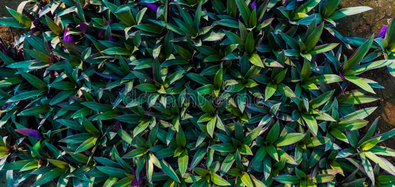 Galgota flower stock photo. Image of garden, flower - 111795560